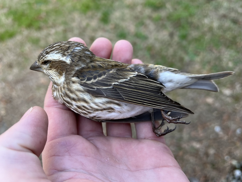 Purple Finch from CR-47, Midway, AL, US on February 04, 2023 at 02:34 ...