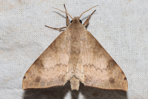 Tribe Polyptychus genus-group · iNaturalist United Kingdom
