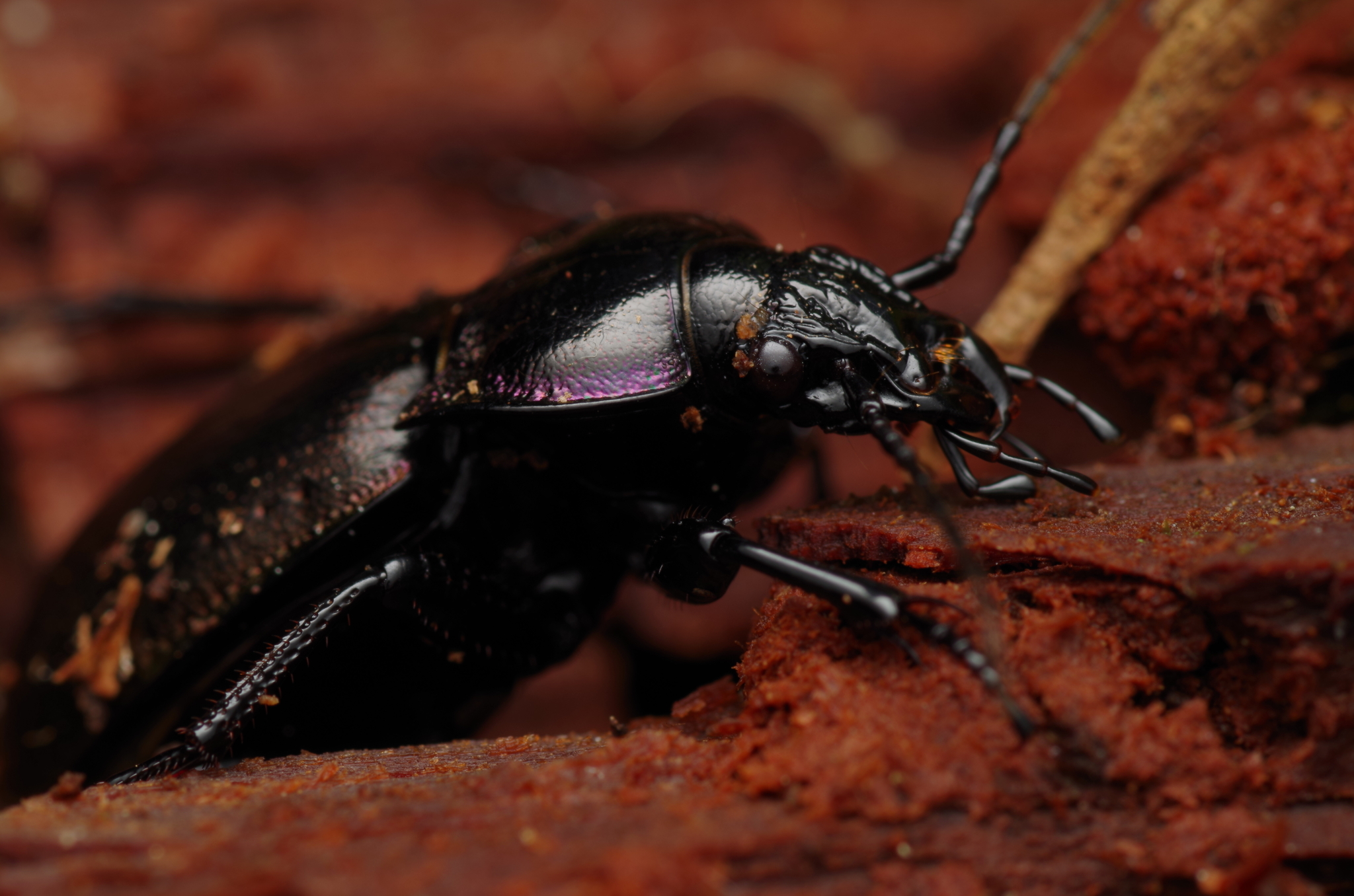 Carabus nemoralis O.F.Müller, 1764