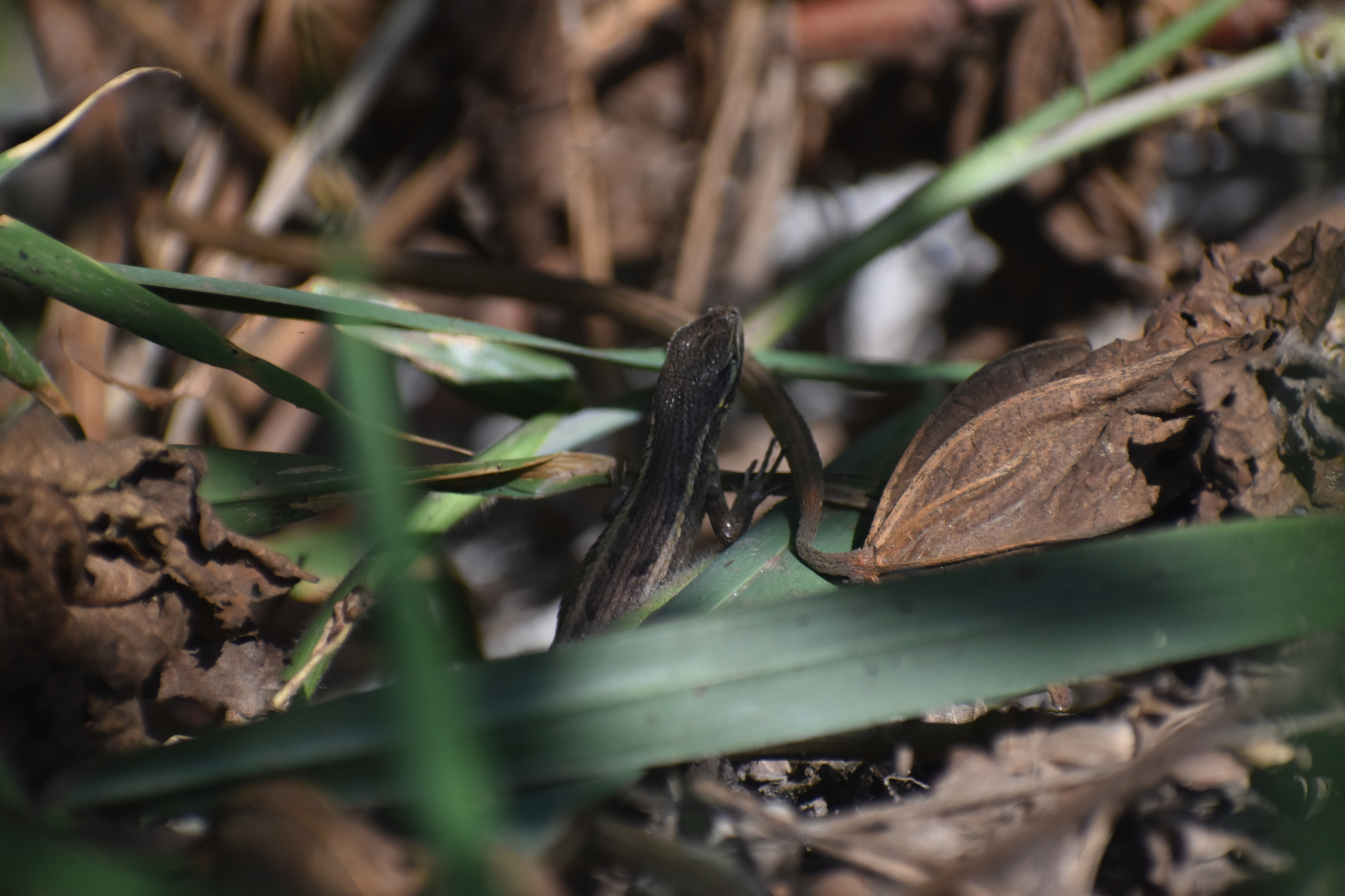 Stenocercus modestus (Tschudi, 1845)