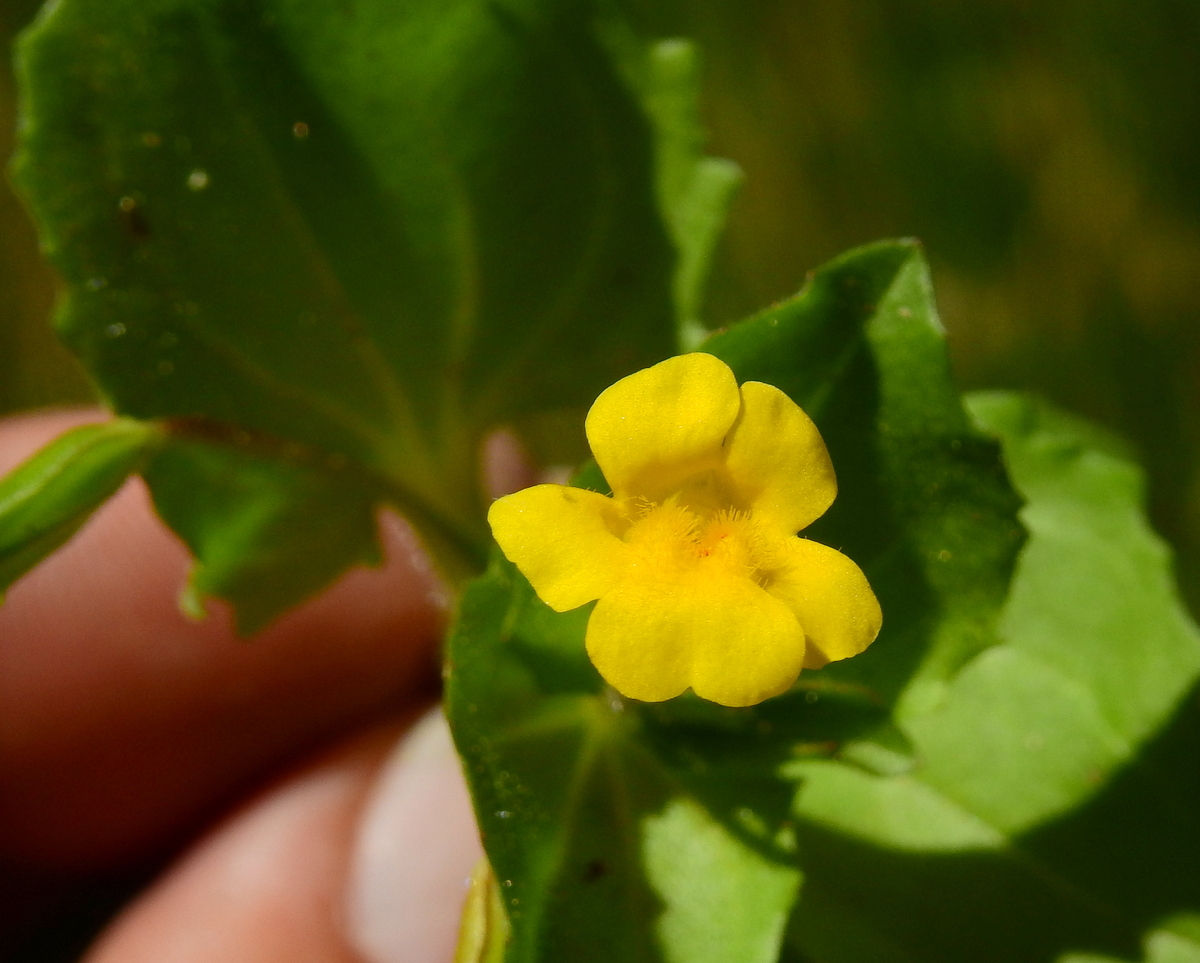 Erythranthe glabrata (Kunth) G.L.Nesom