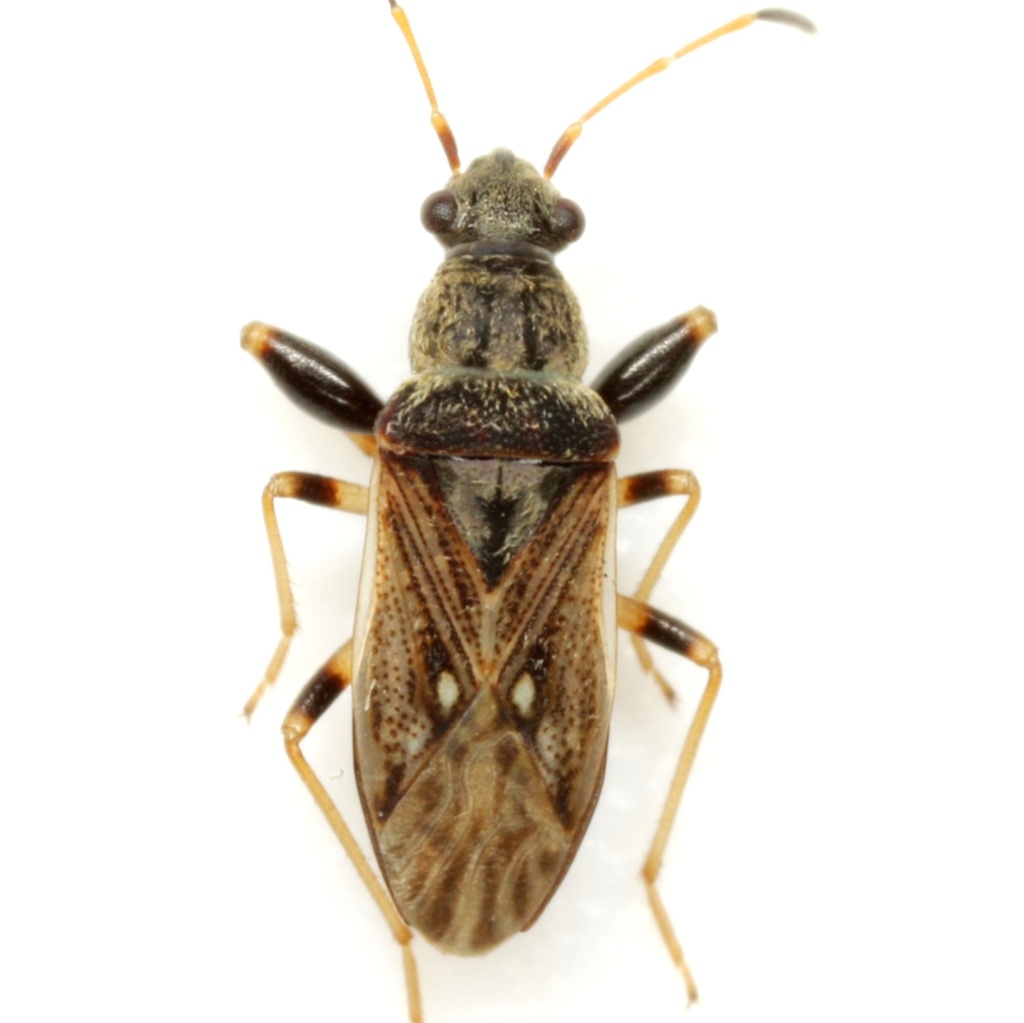 Pseudopachybrachius basalis (Seed Bugs and Bordered Plant Bugs of the ...
