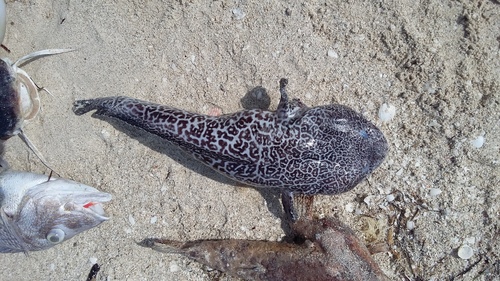 Reticulated Toadfish (Sanopus reticulatus) · iNaturalist United Kingdom