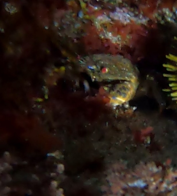 Necora puber (Linnaeus, 1767)