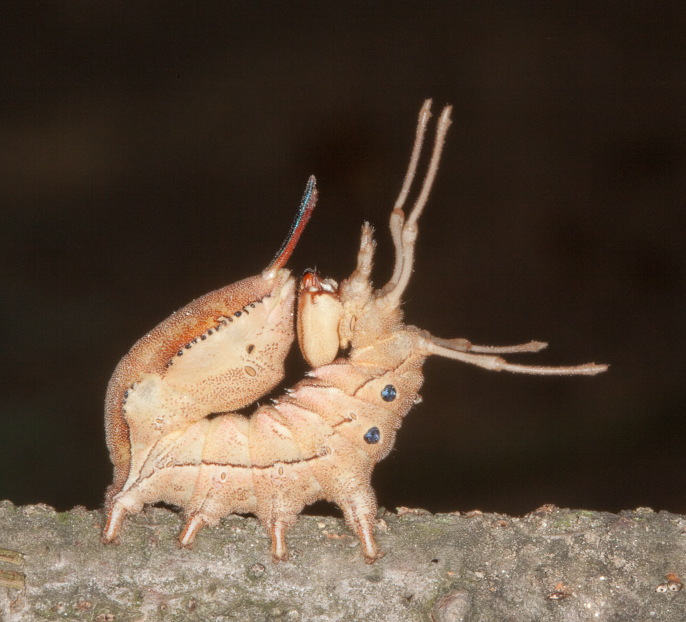 Lobster moth from Novara, Italy on September 7, 2009 at 02:37 PM by ...