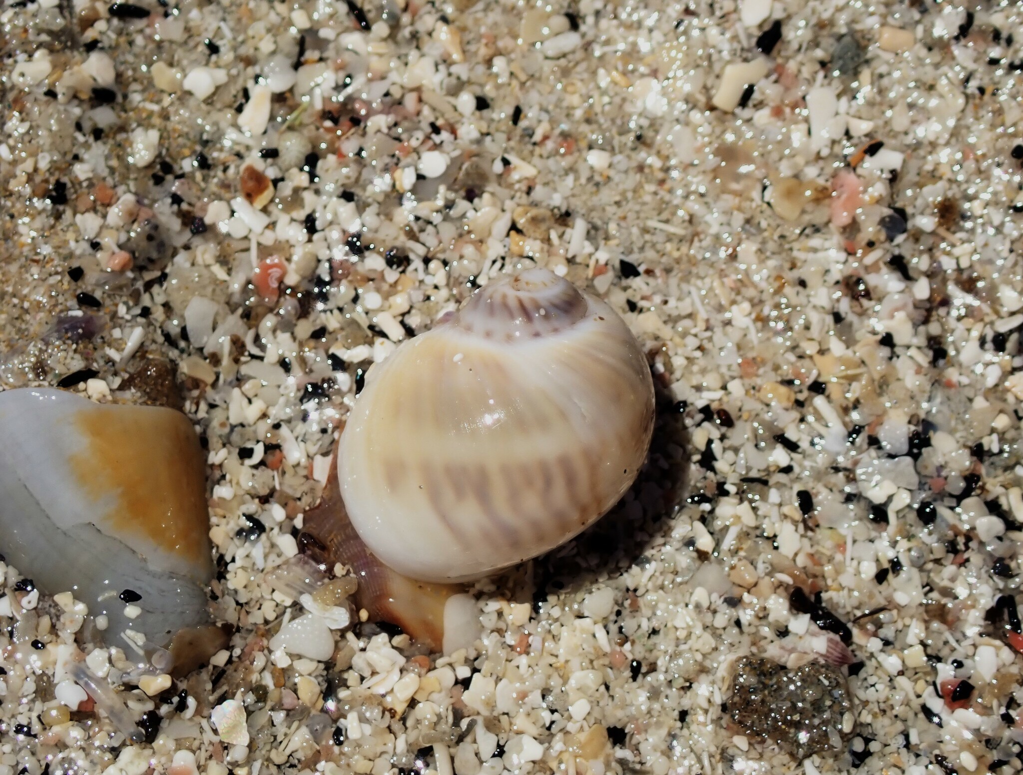 Notocochlis Powell, 1933