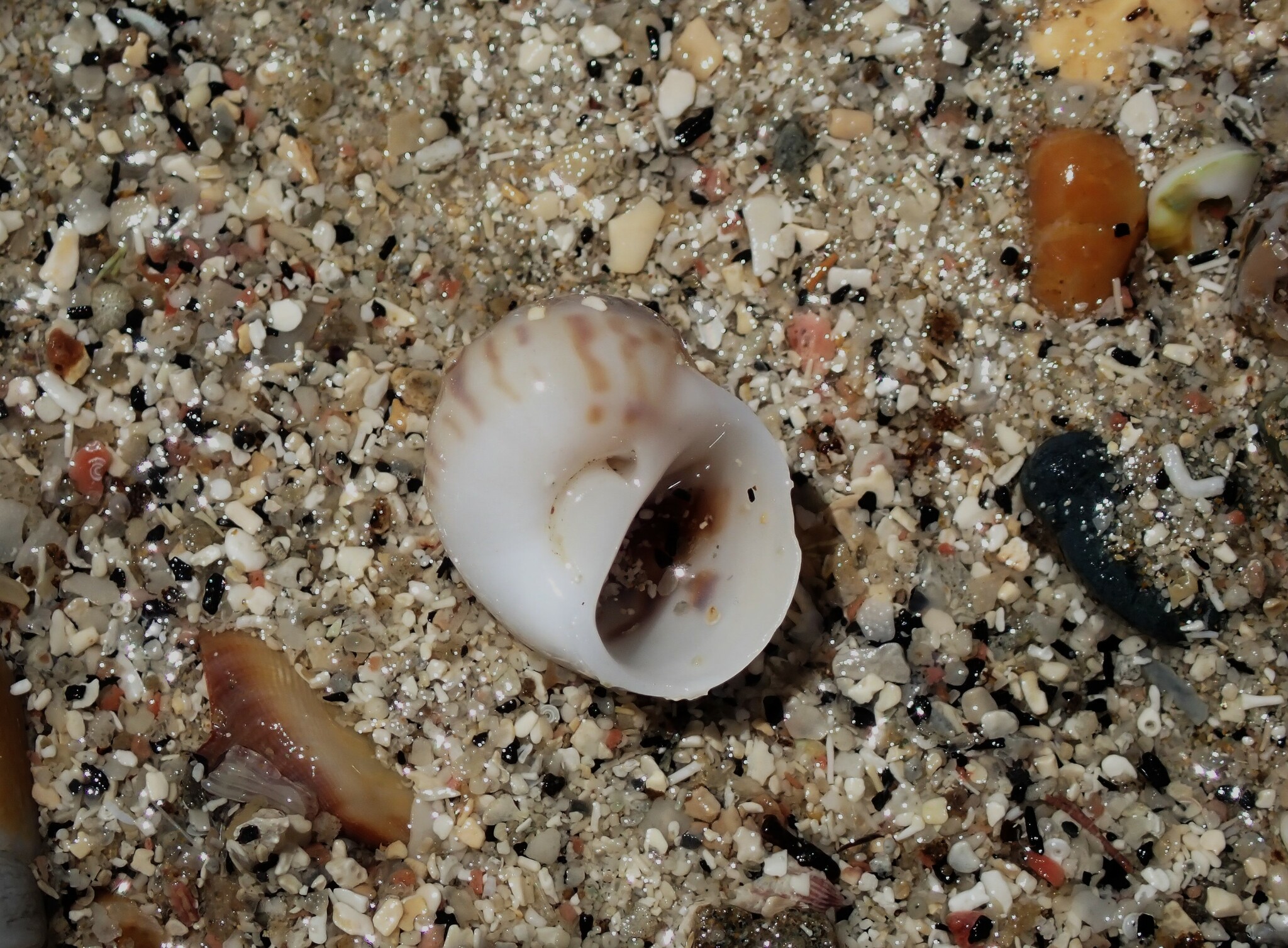 Notocochlis Powell, 1933