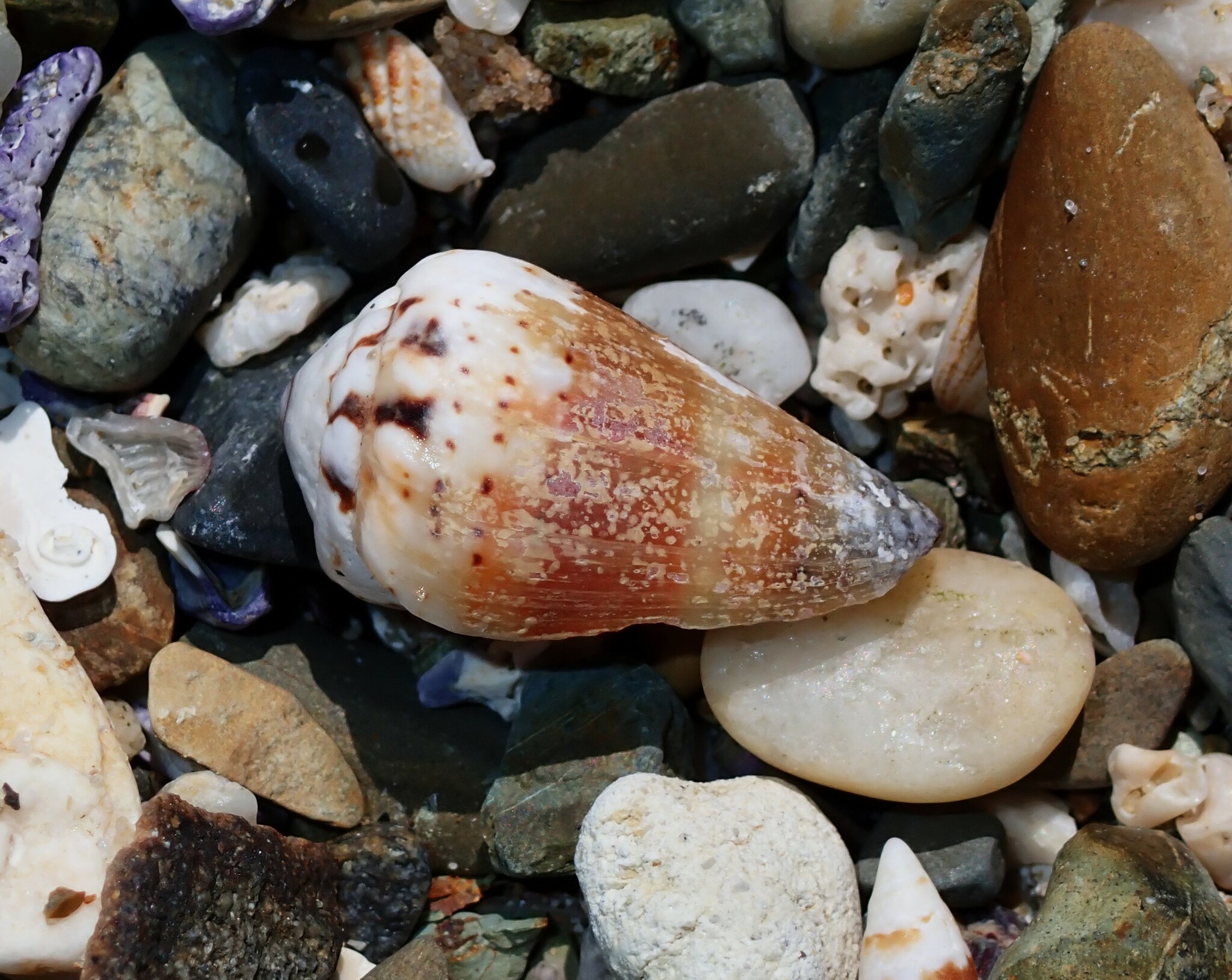 Conus musicus Hwass, 1792