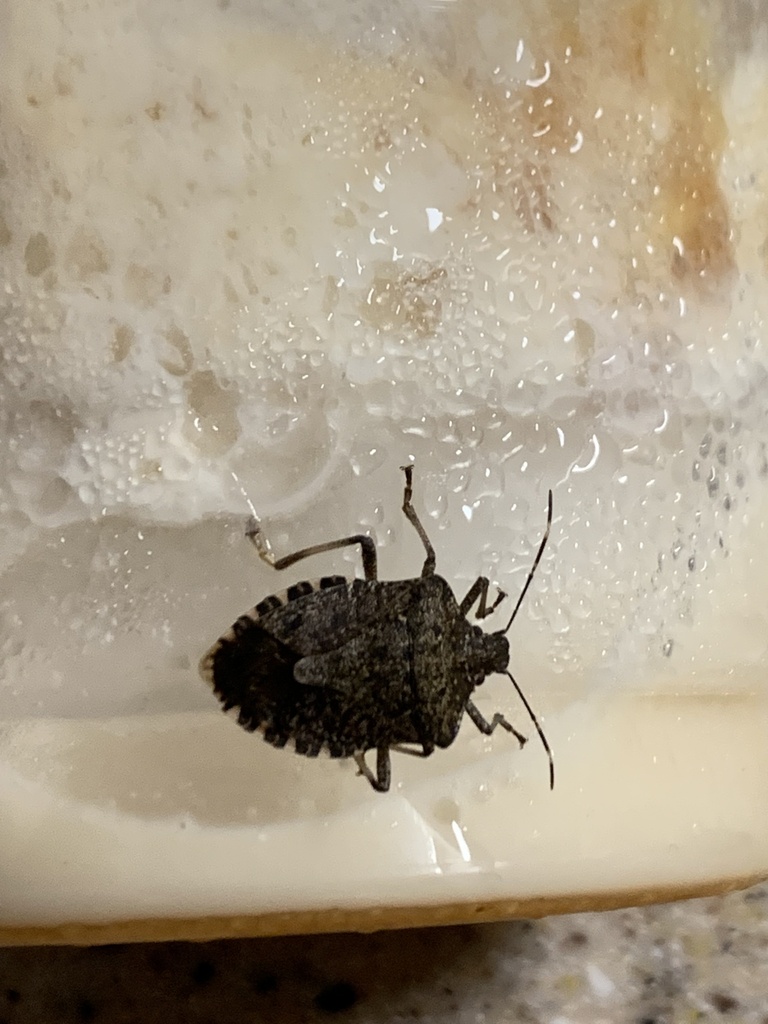 Brown Marmorated Stink Bug from 56th Ave S, Auburn, WA, US on January ...