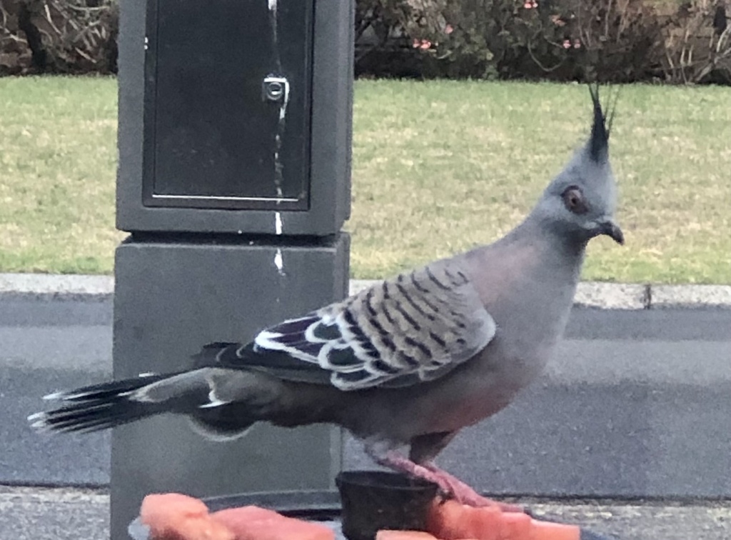 Crested Pigeon from Gumvista Walk, Skye, VIC, AU on February 05, 2023 ...