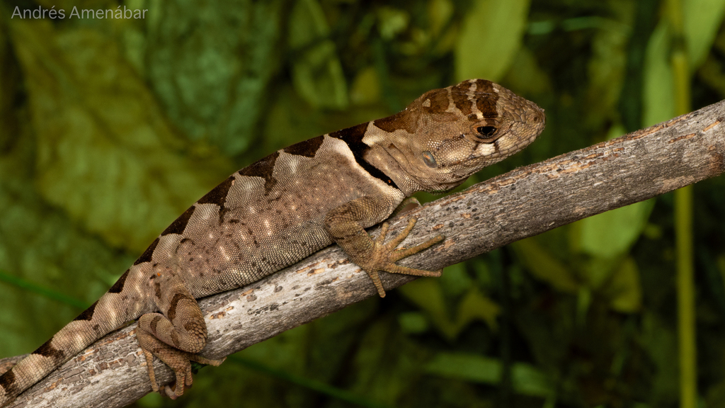 Southern Grumbler from Curicó, Maule, Chile on January 25, 2023 at 03: ...