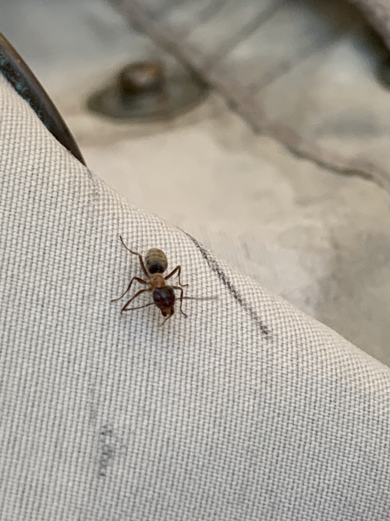 Western Velvety Tree Ant from Malibu Creek State Park, Calabasas, CA ...