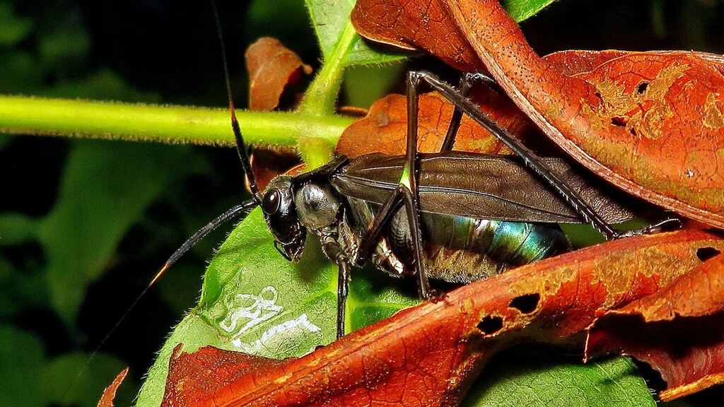 Scaphura nigra from Alto da Boa Vista, Rio de Janeiro - RJ, Brasil on ...