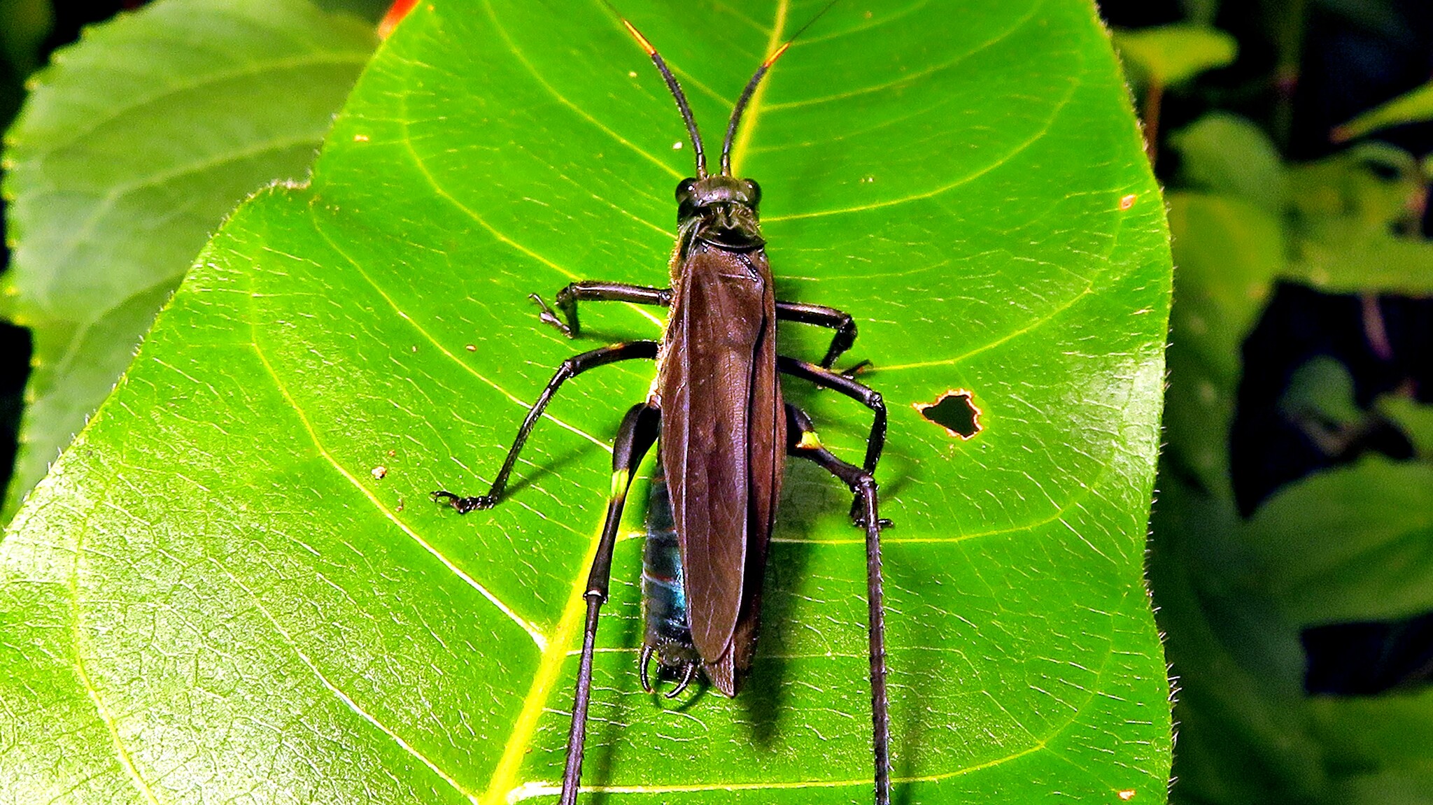 Scaphura nigra (Thunberg, 1824)