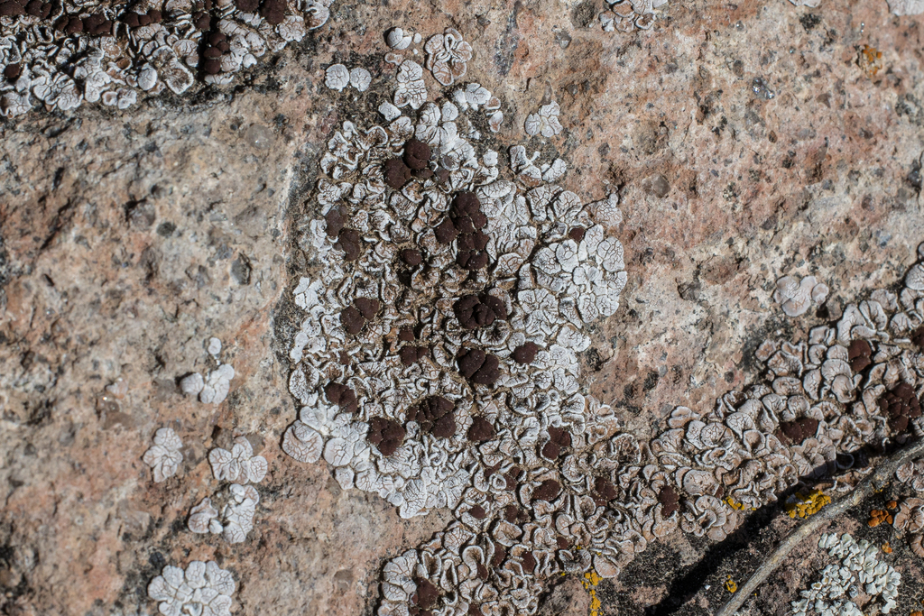 Jasper Squamules from Los Alamos County, NM, USA on February 04, 2023 ...