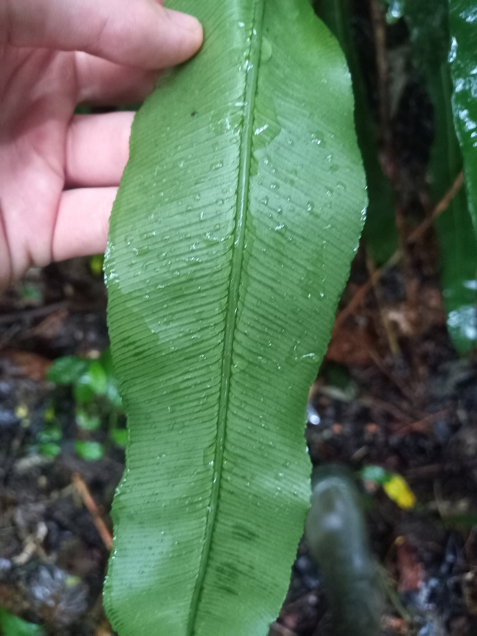 Asplenium serratum L.