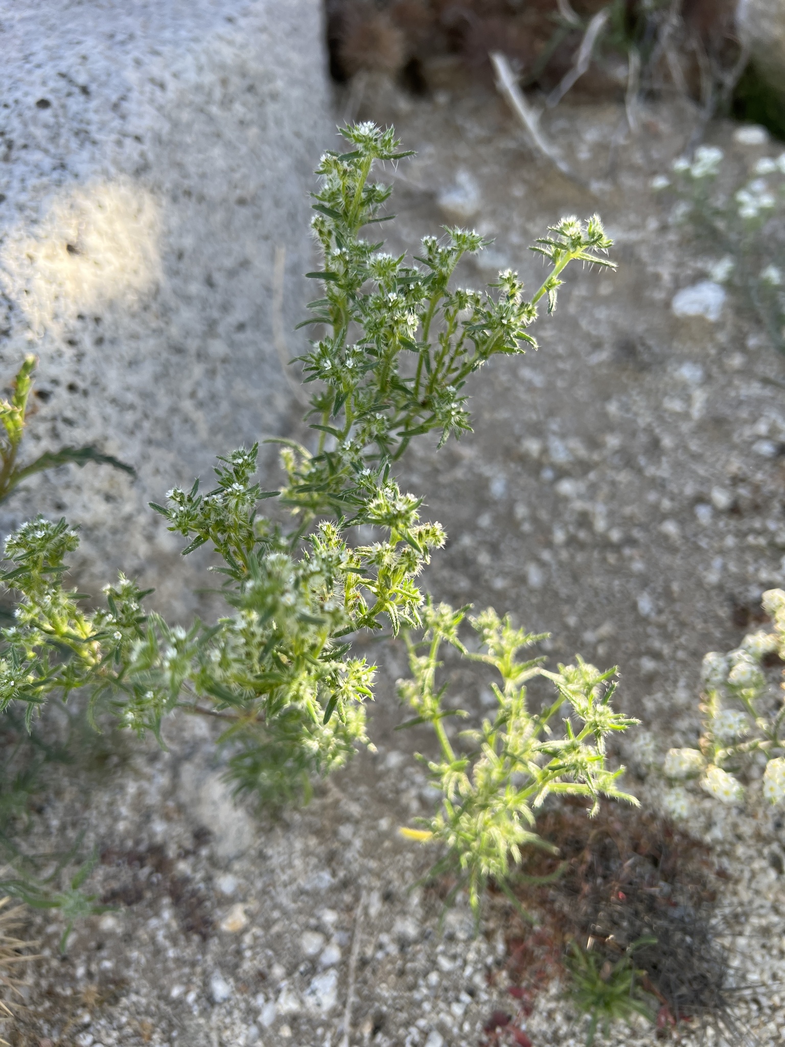 Cryptantha maritima (Greene) Greene