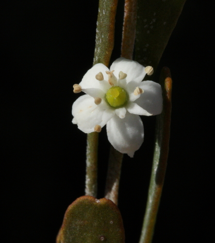 Subspecies Rhadinothamnus rudis amblycarpus · iNaturalist