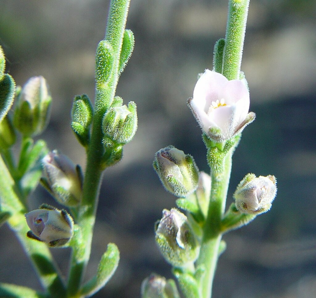Cyanothamnus coerulescens spinescens from Wandana WA 6532, Australia on ...