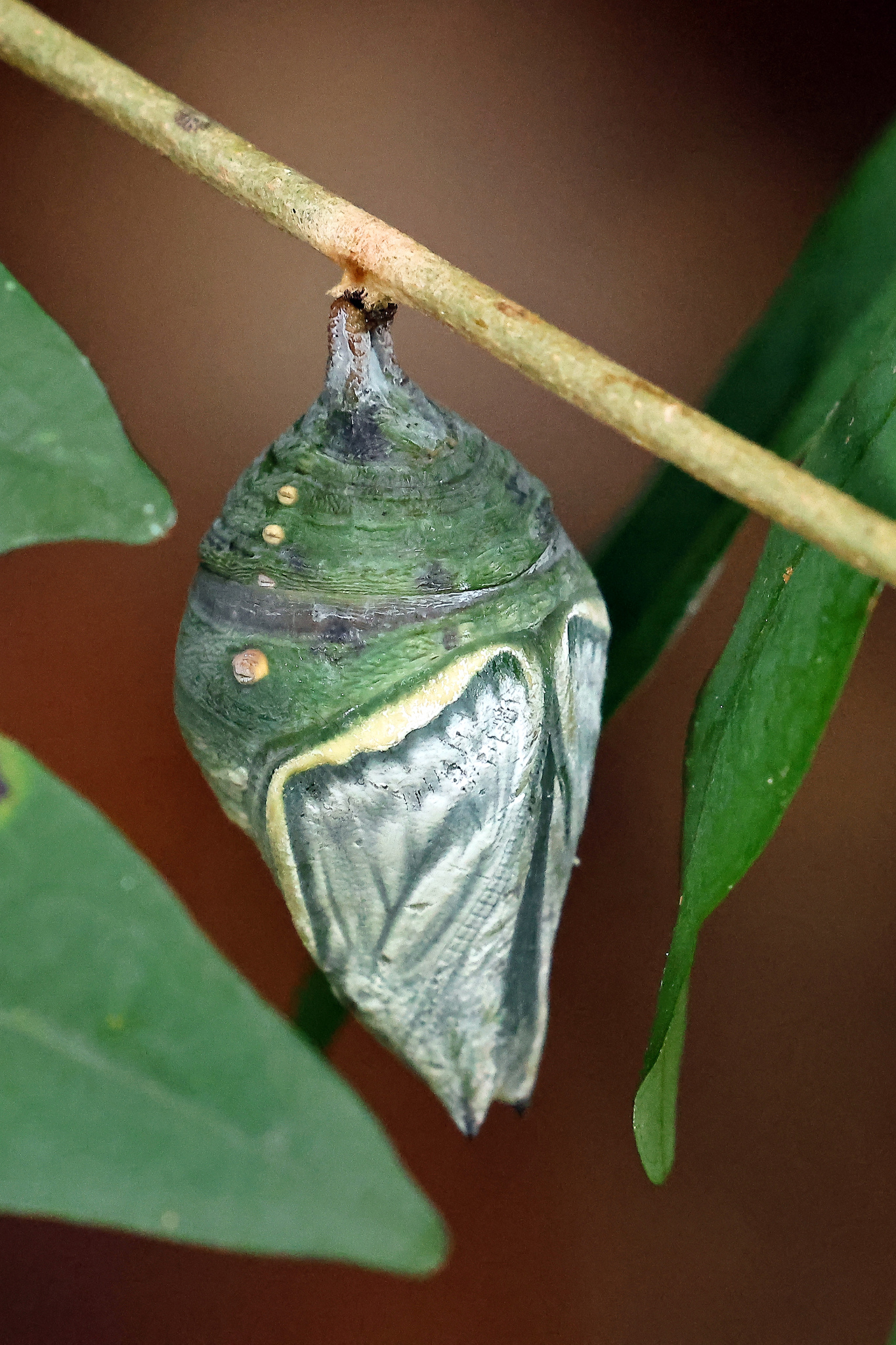 Morpho hercules (Dalman, 1823)