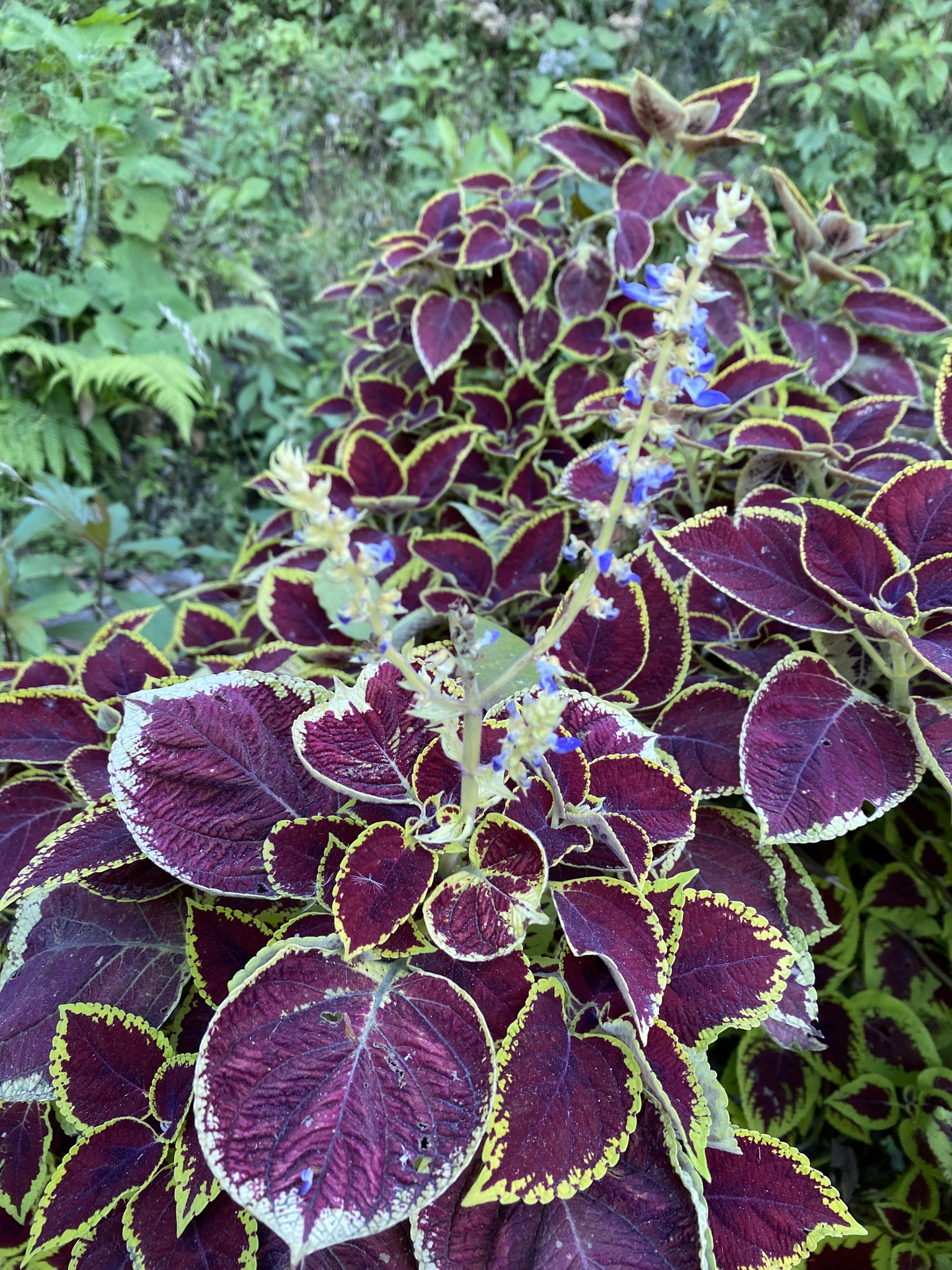 Coleus scutellarioides (L.) Benth.