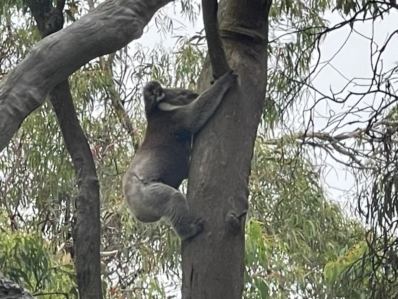 Koala from Red Hill Ward, Boneo, VIC, AU on January 30, 2023 at 11:06 ...