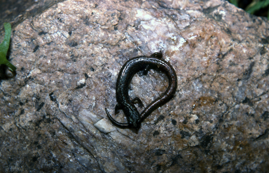 Tehachapi Slender Salamander in February 1992 by bobstafford805 ...