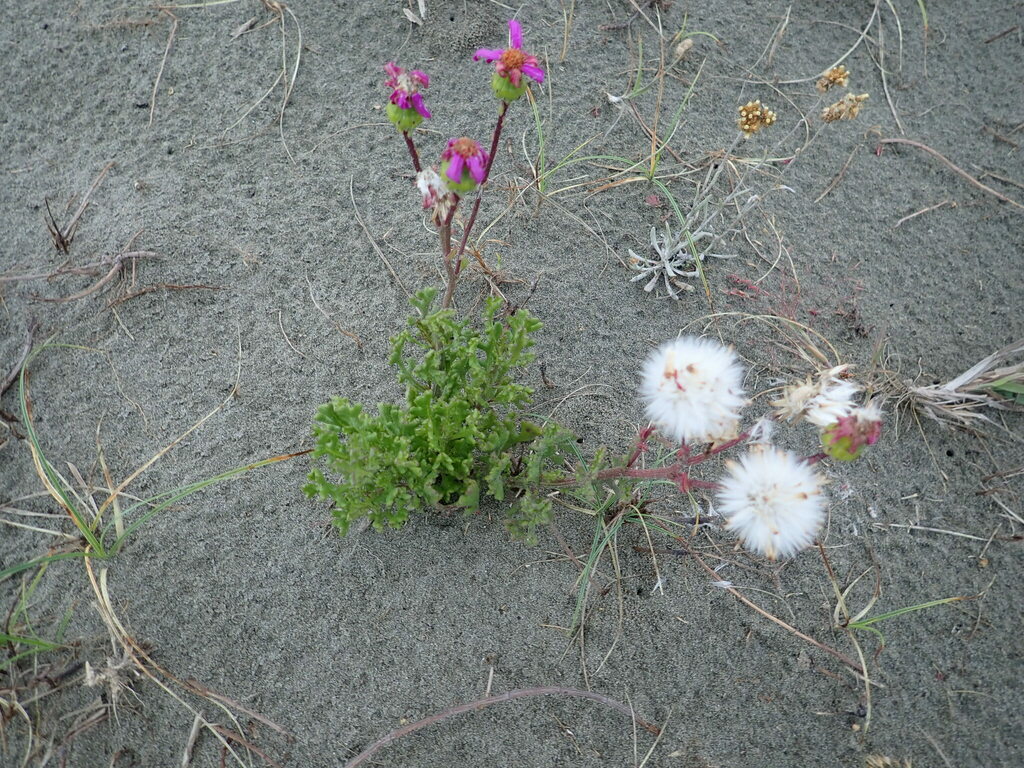 Red-purple Ragwort from Foxton Beach, New Zealand on February 05, 2023 ...