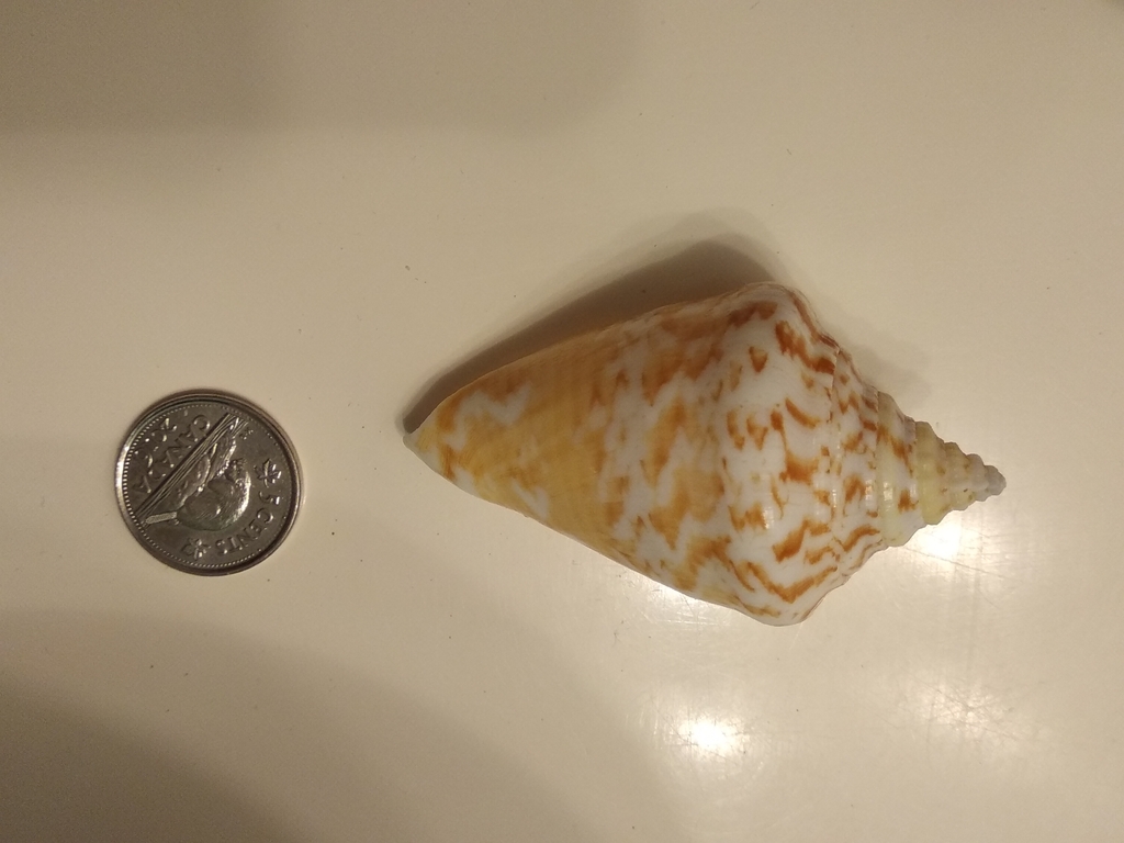 Hawkwing Conch from Cayo Coco, Cuba on January 30, 2023 at 11:47 AM by ...