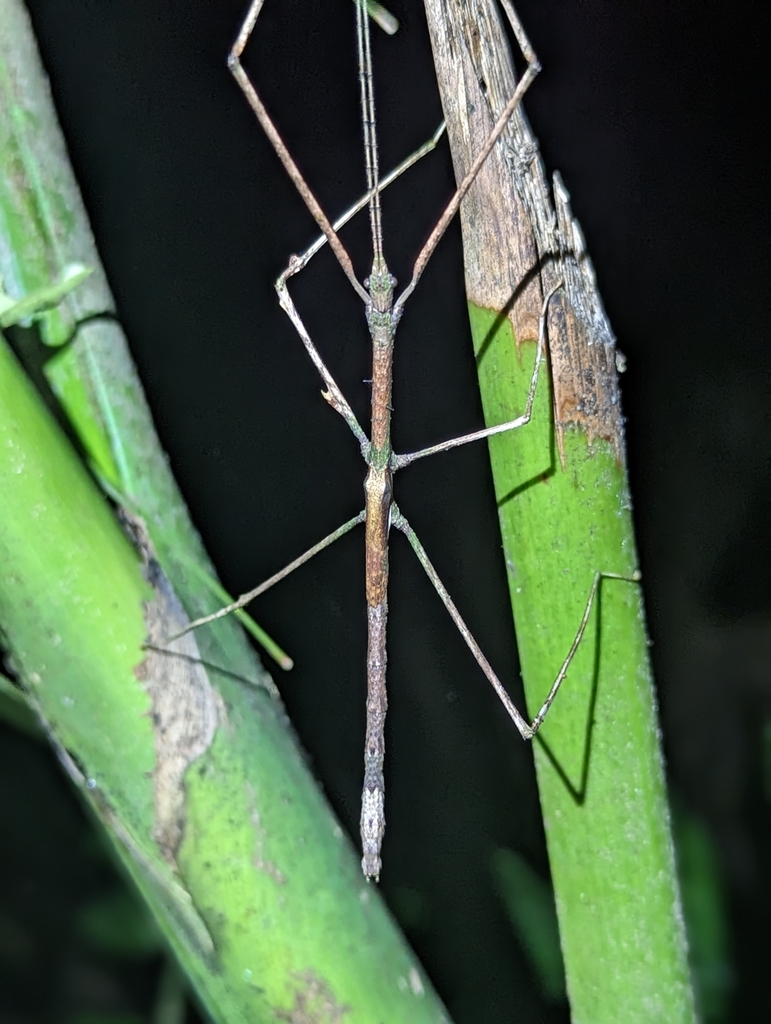 Gorgon Stick Insect from Natural Bridge QLD 4211, Australia on February ...