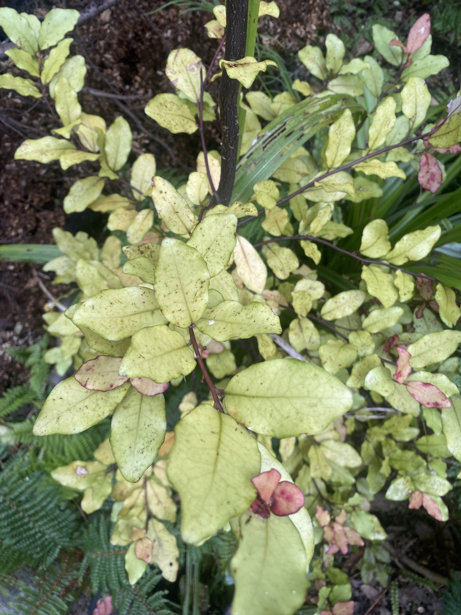 Pseudowintera colorata (Raoul) Dandy