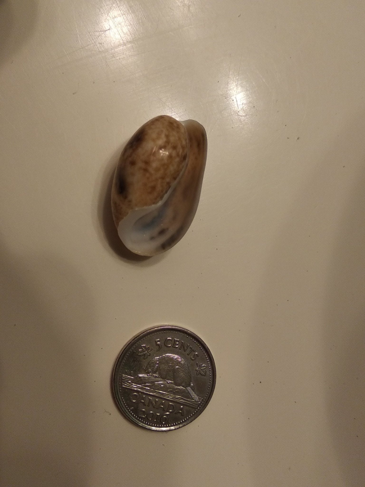 Bulla occidentalis A.Adams, 1850