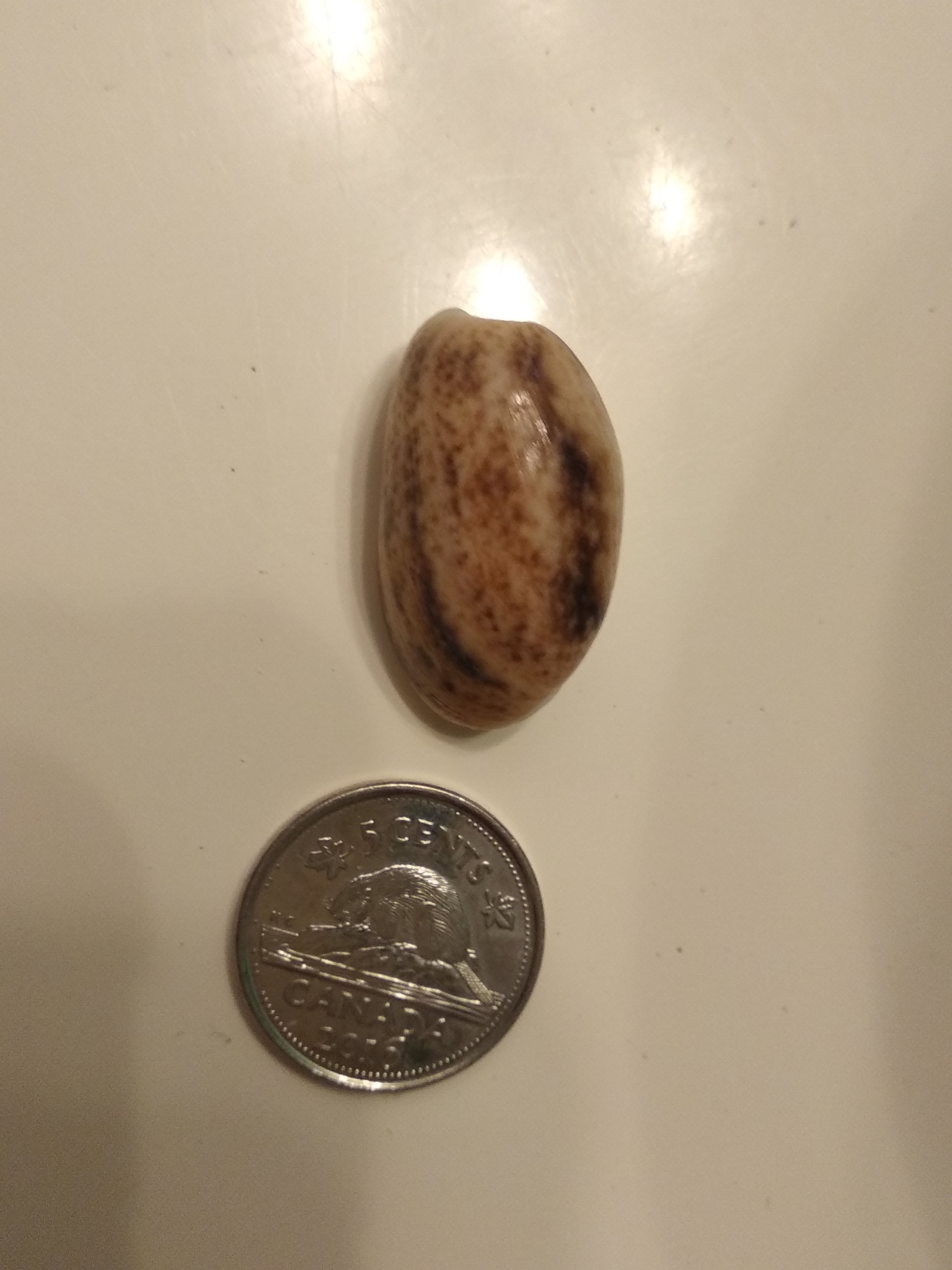 Bulla occidentalis A.Adams, 1850