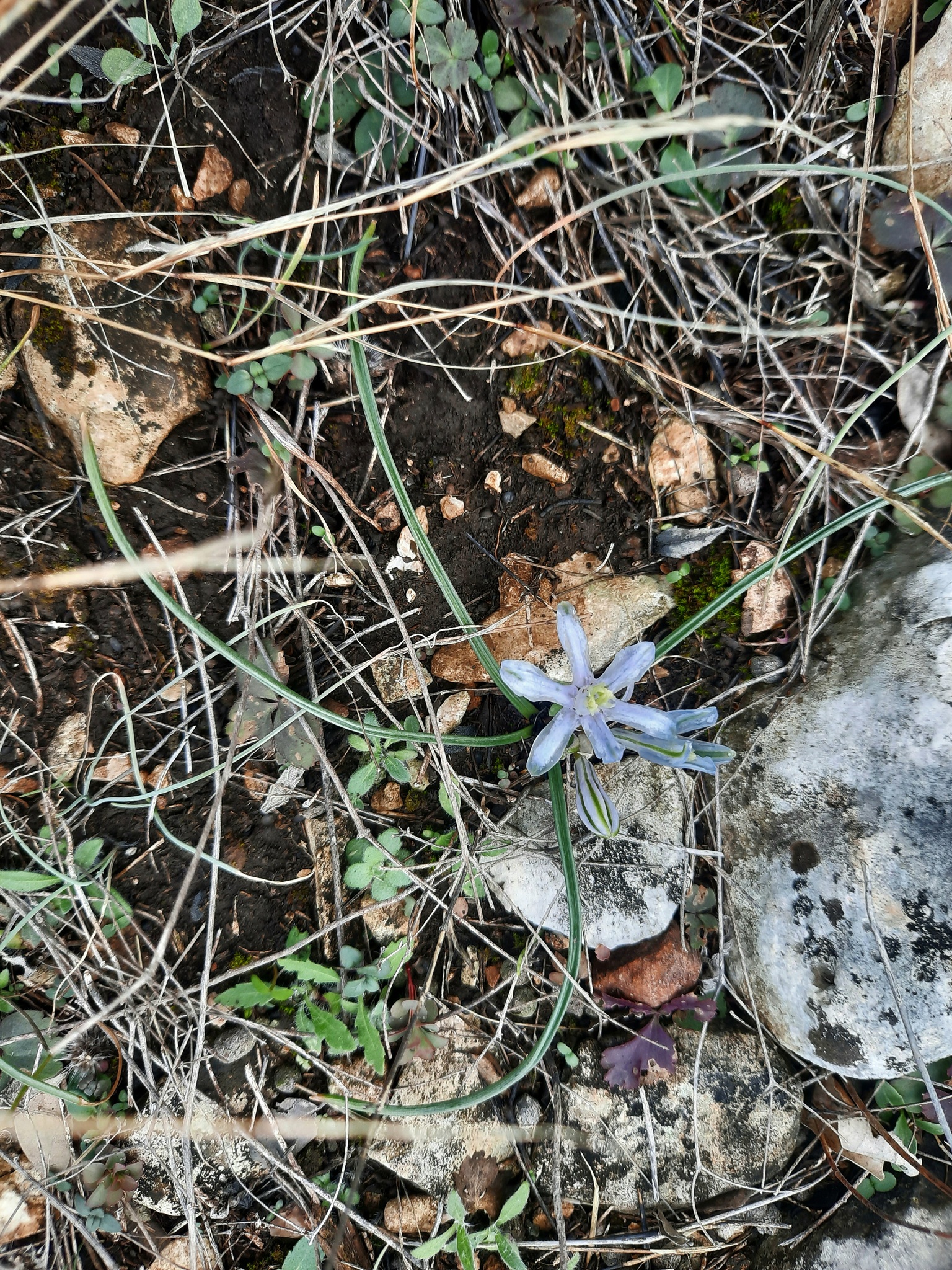Androstephium coeruleum (Scheele) Greene
