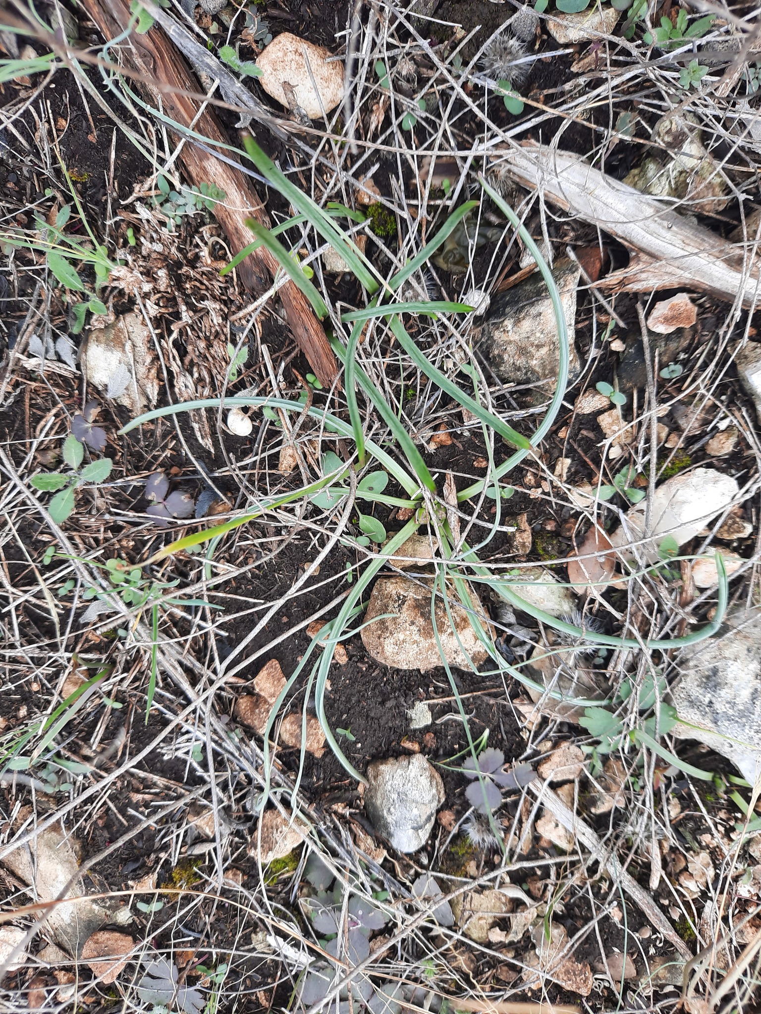 Androstephium coeruleum (Scheele) Greene