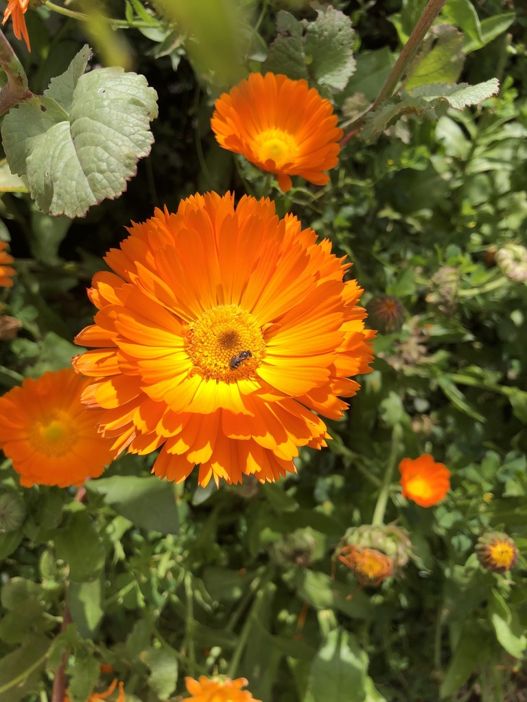 pot marigold from Warwick St, Enfield, SA, AU on November 03, 2022 at ...