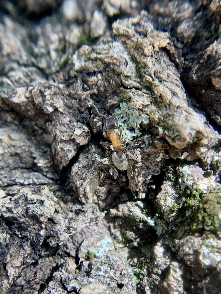 Western Velvety Tree Ant from San Dieguito River Park, Julian, CA, US ...