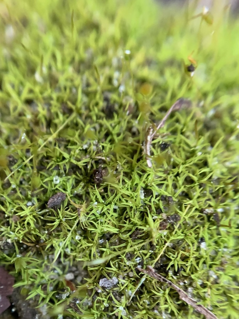 Green-tufted Stubble Moss in February 2023 by Nikhil Reddy · iNaturalist
