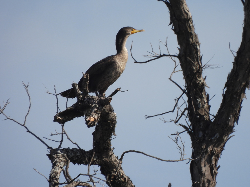 Double-crested Cormorant from Fort Worth, TX, USA on February 04, 2023 ...
