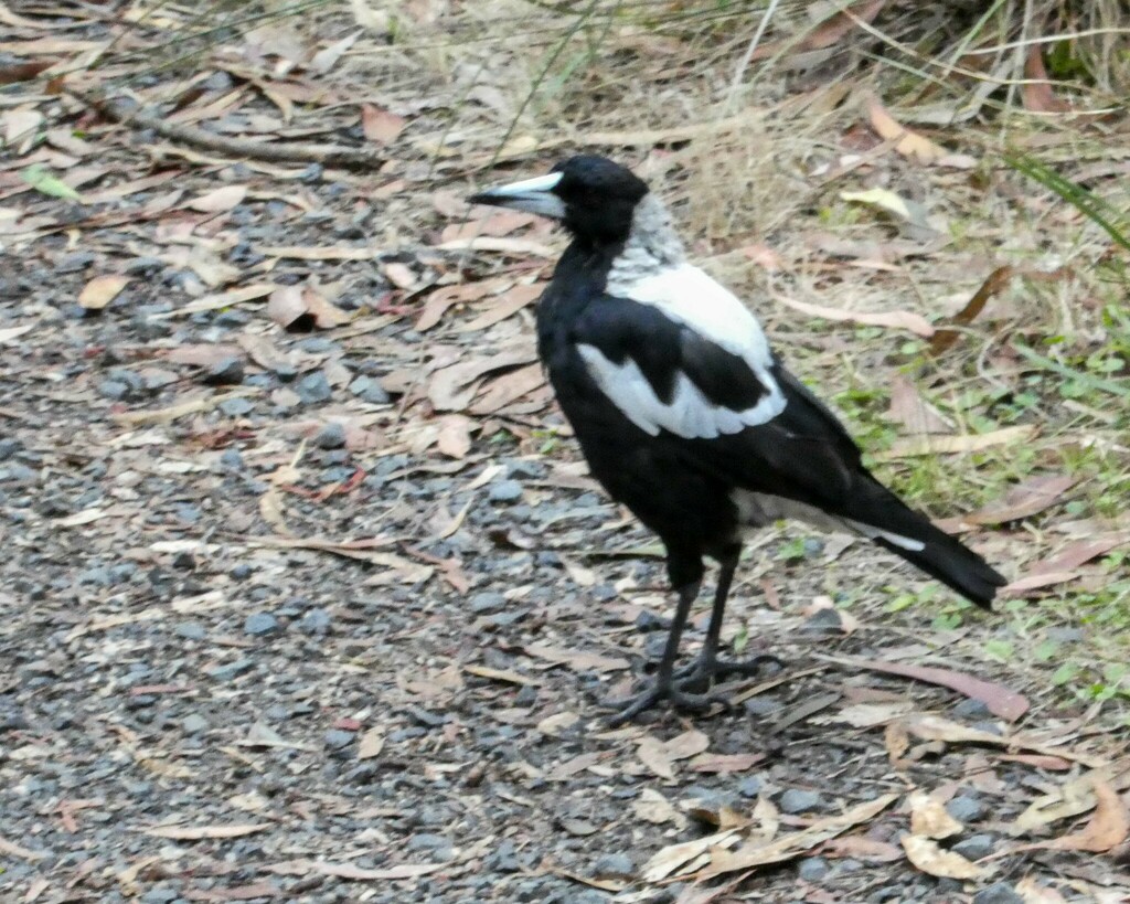Australian Magpie from Blackburn Lake Sanctuary VIC 3130, Australia on ...