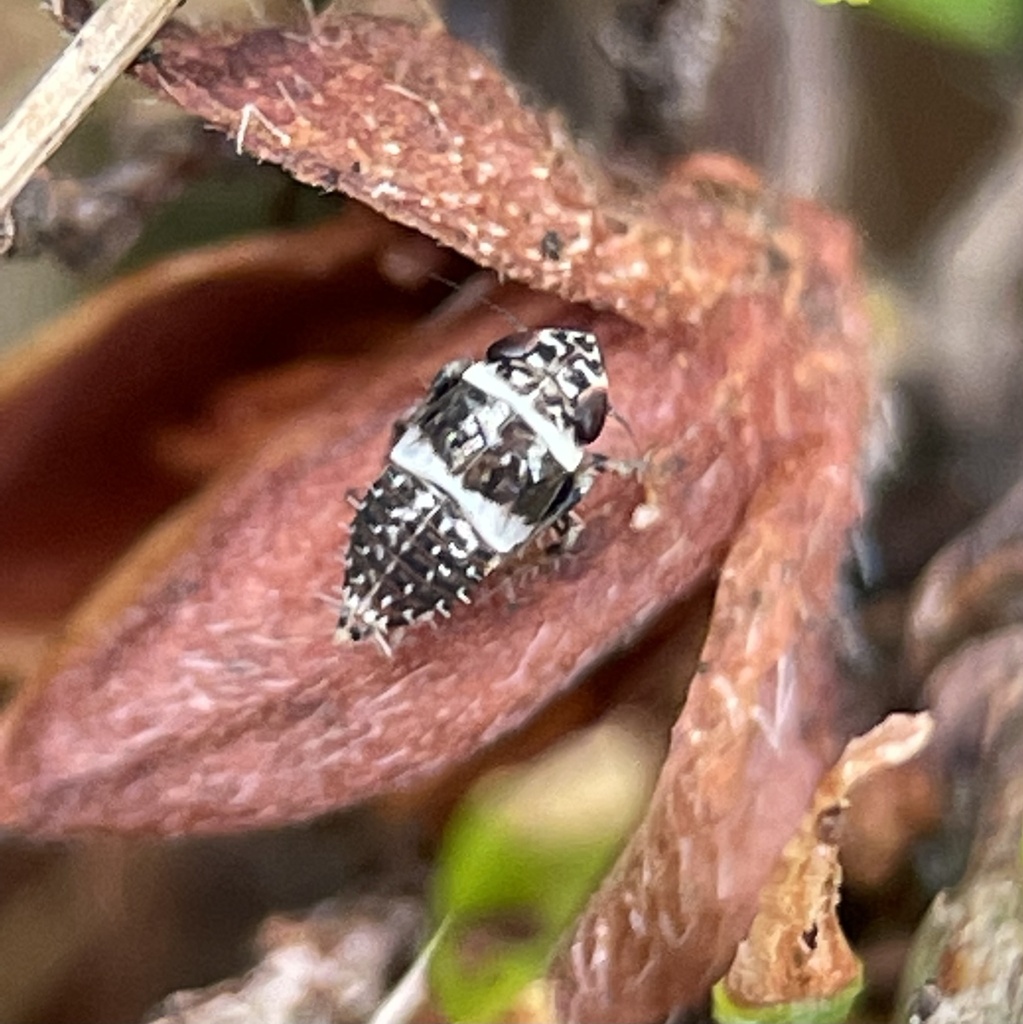 Horouta aristarche from Frankston South, VIC, AU on February 05, 2023 ...