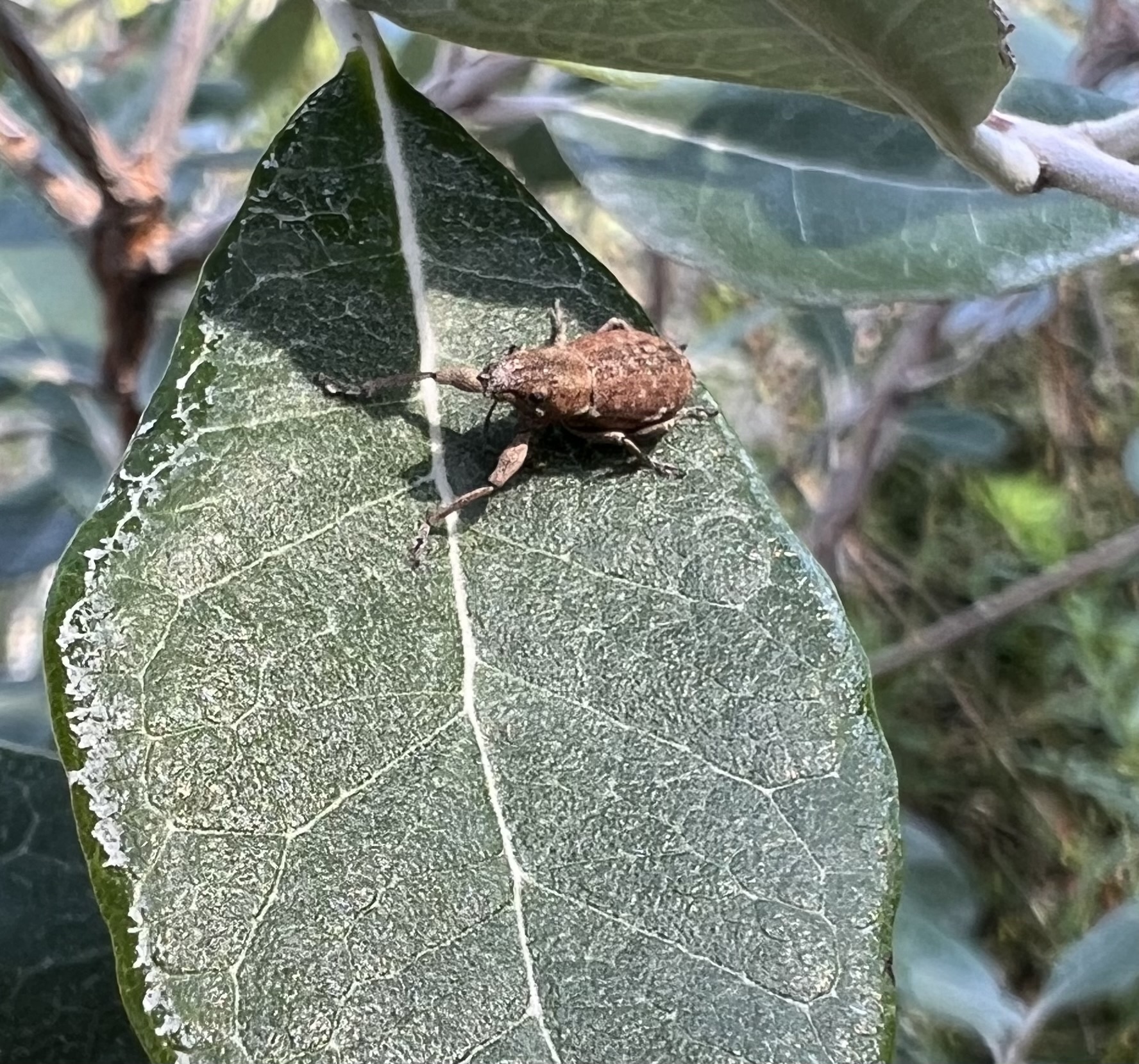 Pantomorus cervinus (Boheman, 1840)