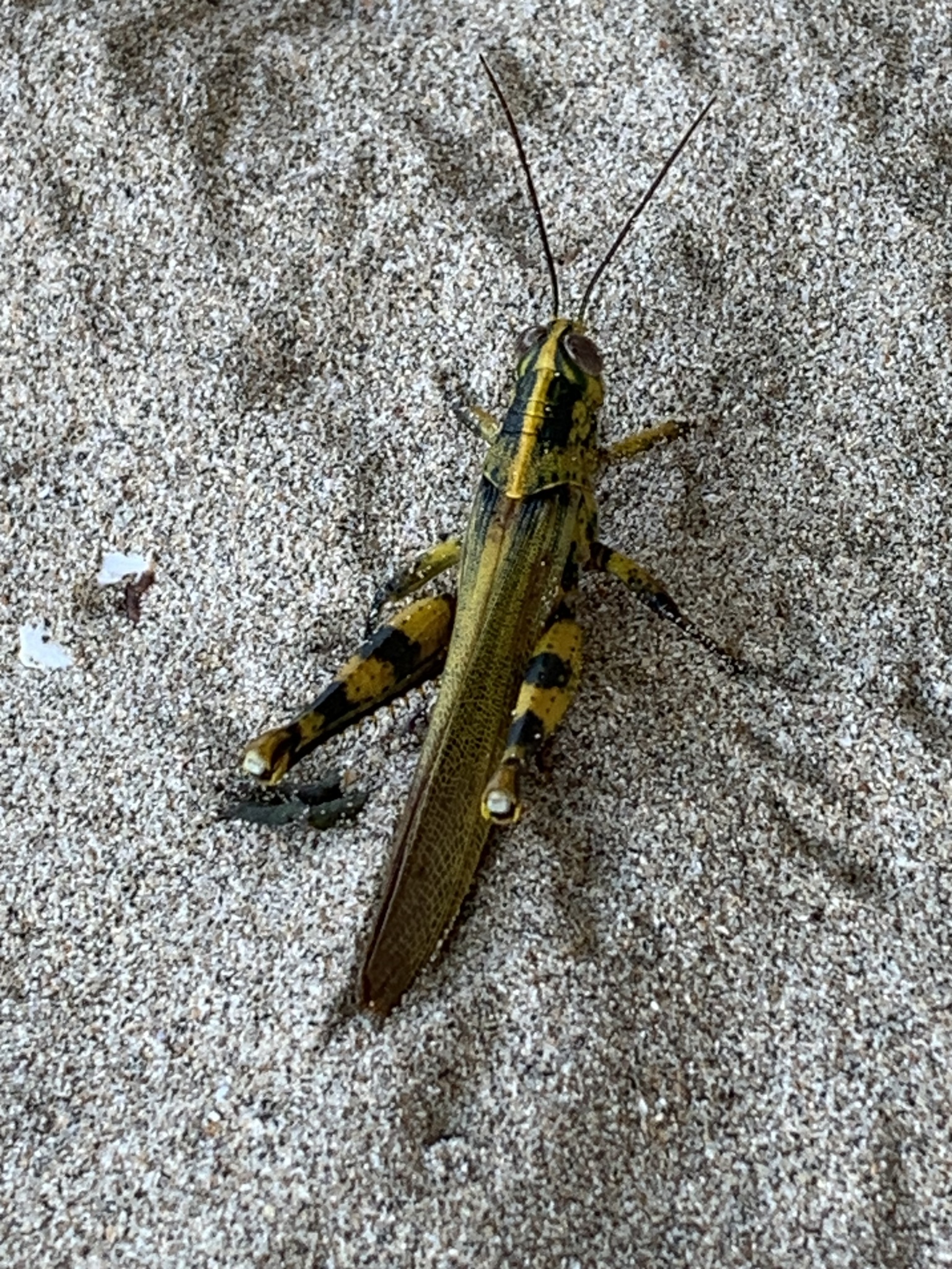 Valanga nigricornis (Burmeister, 1838)