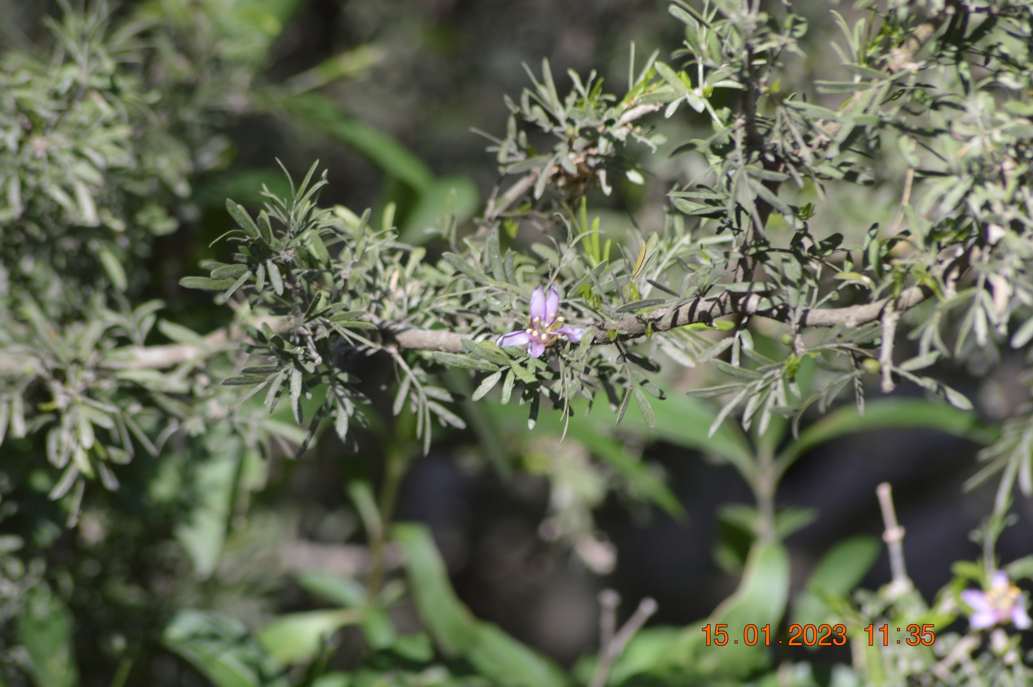 Porlieria angustifolia (Engelm.) A.Gray
