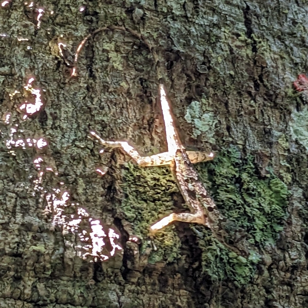 big-fanned trunk anole in February 2023 by Zac Peterson · iNaturalist