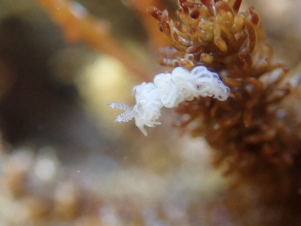 Palisa from Mornington P'sula - South, AU-VI, AU on January 23, 2023 at ...