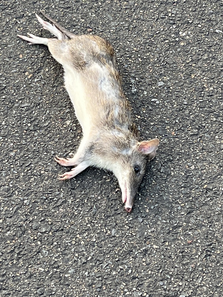 Long-nosed Bandicoot from Lindsay Gordon Place, Heathcote, NSW, AU on ...