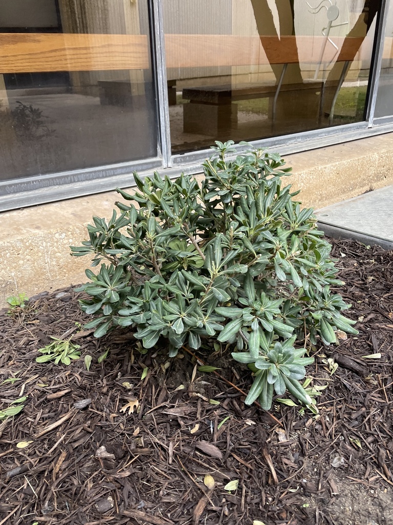 Japanese cheesewood in February 2023 by janeecg · iNaturalist