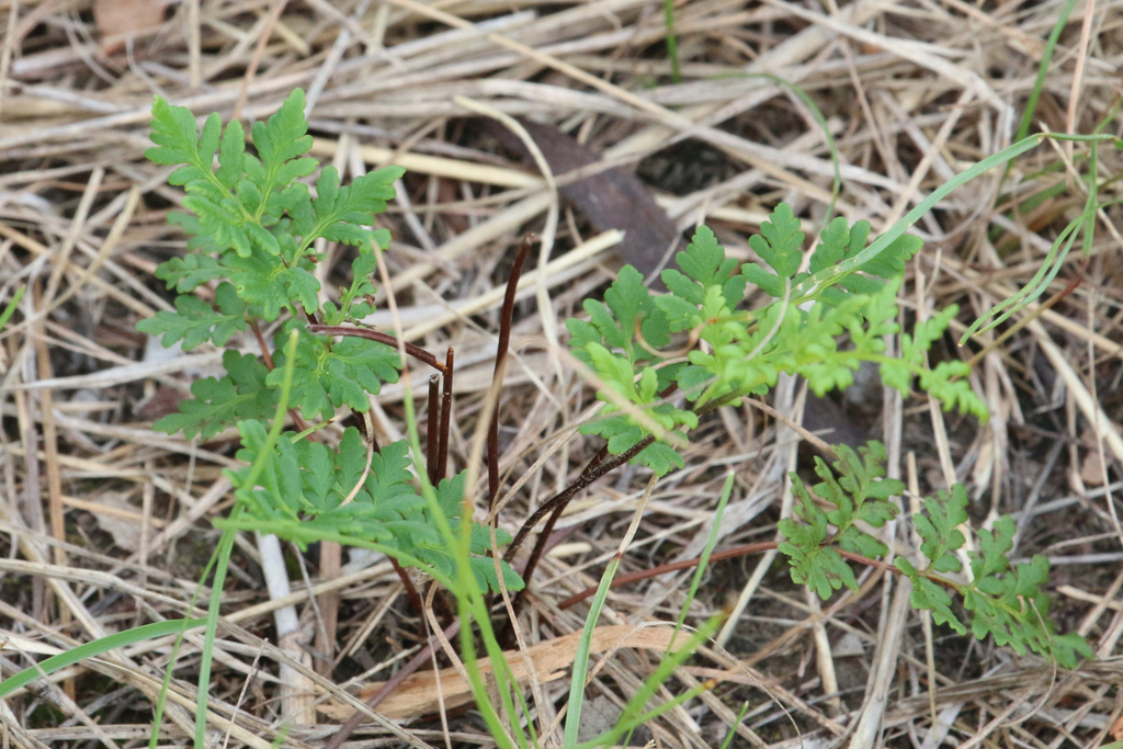 cloak fern from Expedition NP--Lonesome Homestead, Beilba QLD 4454 ...