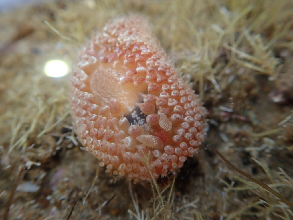 Janolus from Bass Coast Bal, AU-VI, AU on January 28, 2023 at 10:22 AM ...